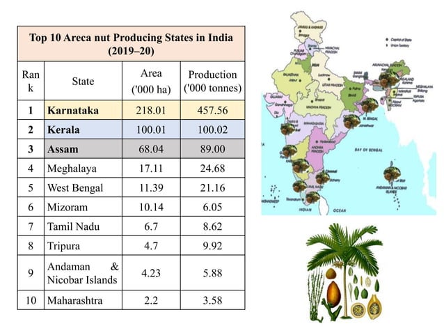 Arecanut Processing.pptx | Agriculture | Industries