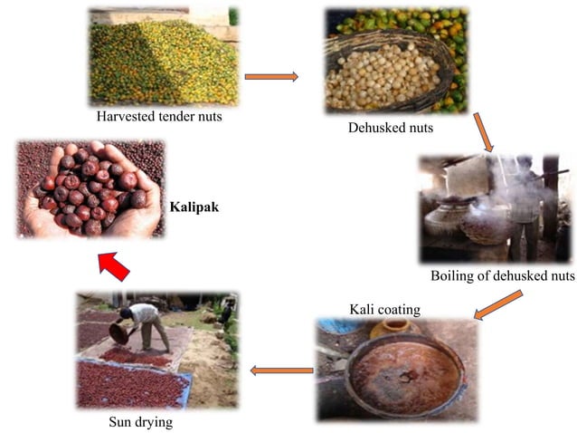 Arecanut Processing.pptx