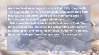 AKSHITA A R ECOLOGICAL NICHE and Gauss lawpptx | PPT