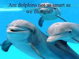 Are dolphins not as smart as we thought ? | PPT