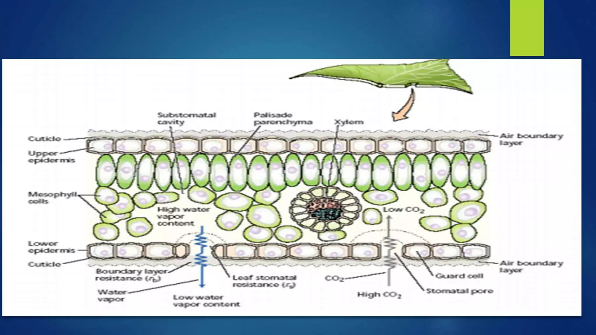 Transpiration in plants | PPTX