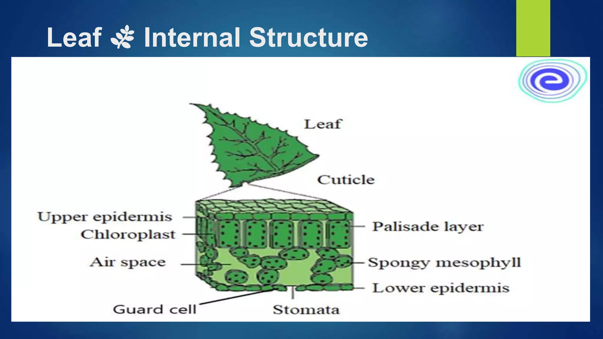 Transpiration in plants | PPTX