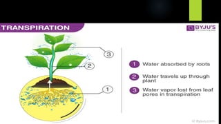 Transpiration in plants | PPTX