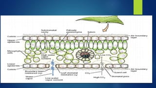 Transpiration in plants | PPTX
