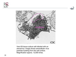 Arenaviruses | PPT
