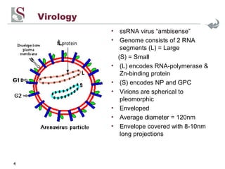 Arenaviruses | PPT