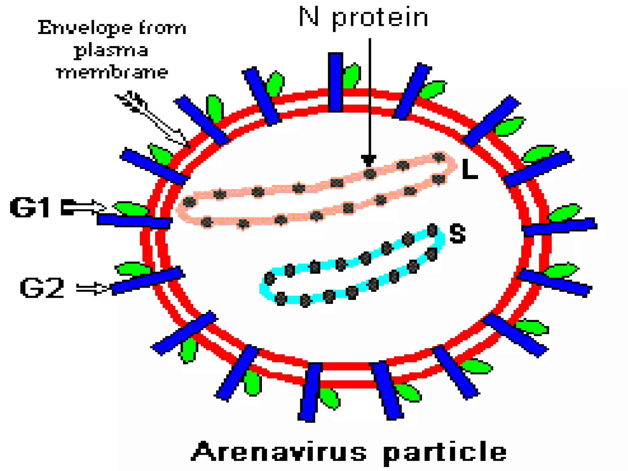 Arena virus | PPTX