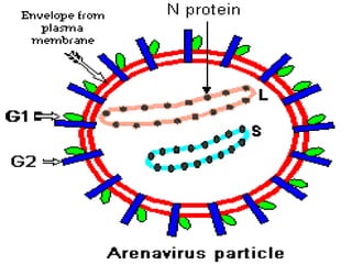 Arena virus | PPTX