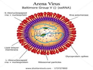Arena virus | PPTX