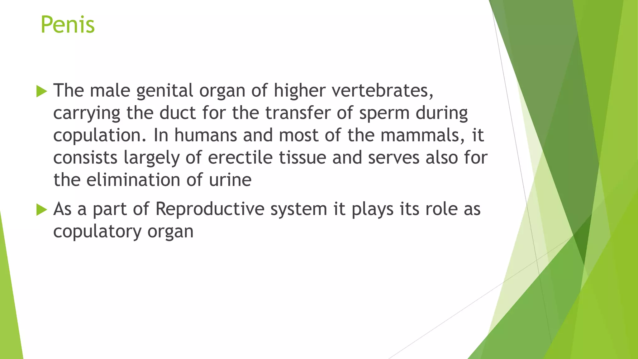 Male reproductive system of animal | PPTX