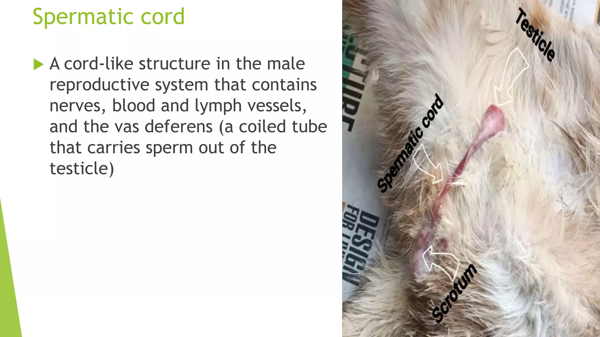 Male reproductive system of animal | PPTX