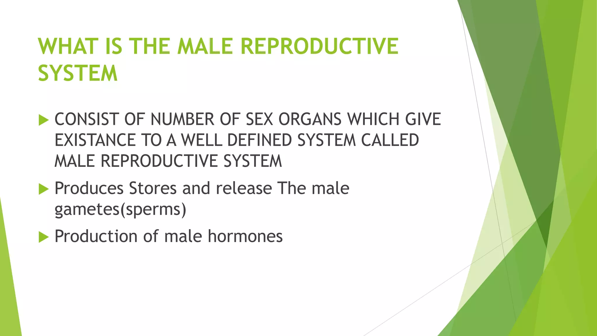Male reproductive system of animal | PPTX