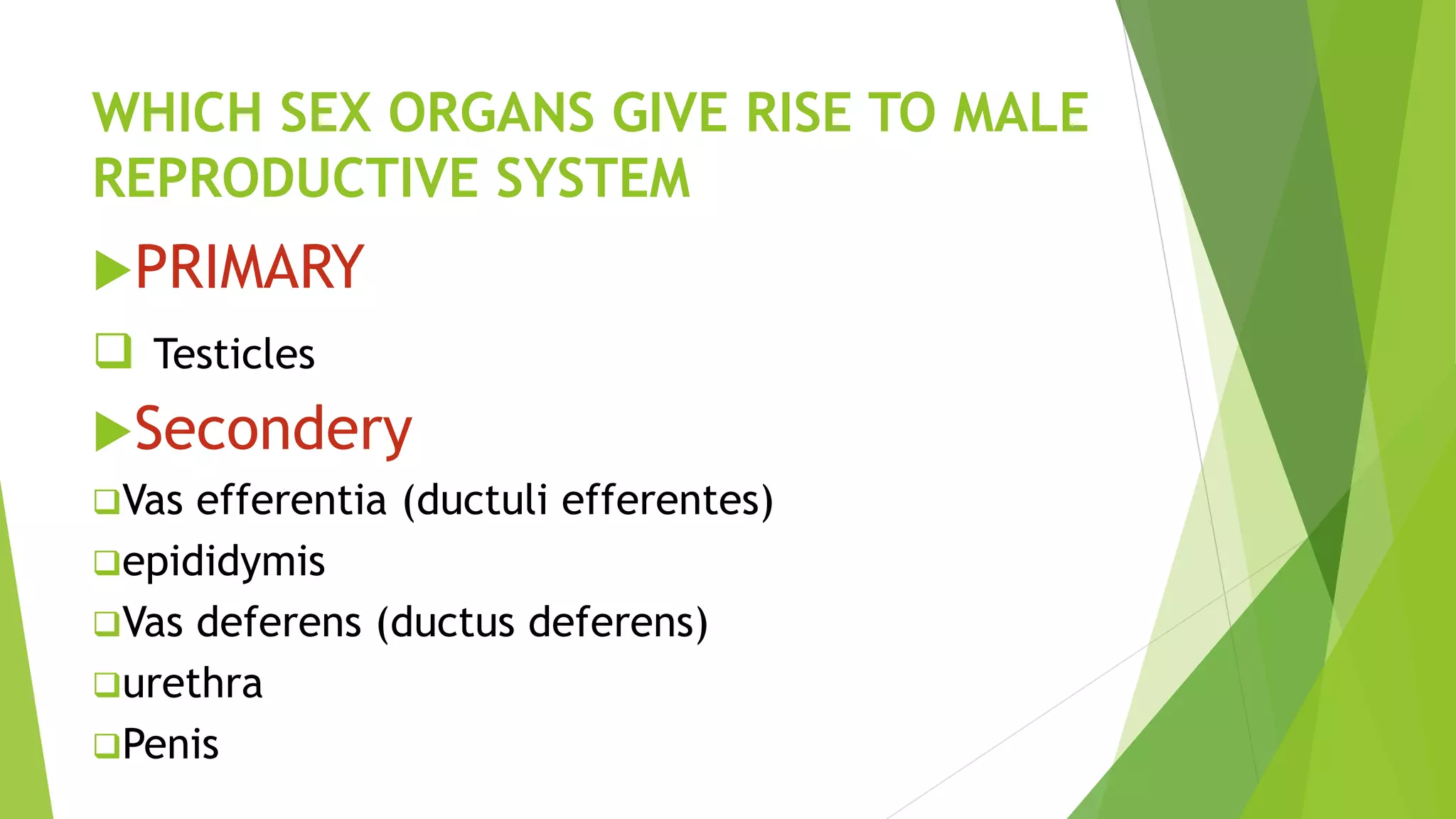 Male reproductive system of animal | PPTX