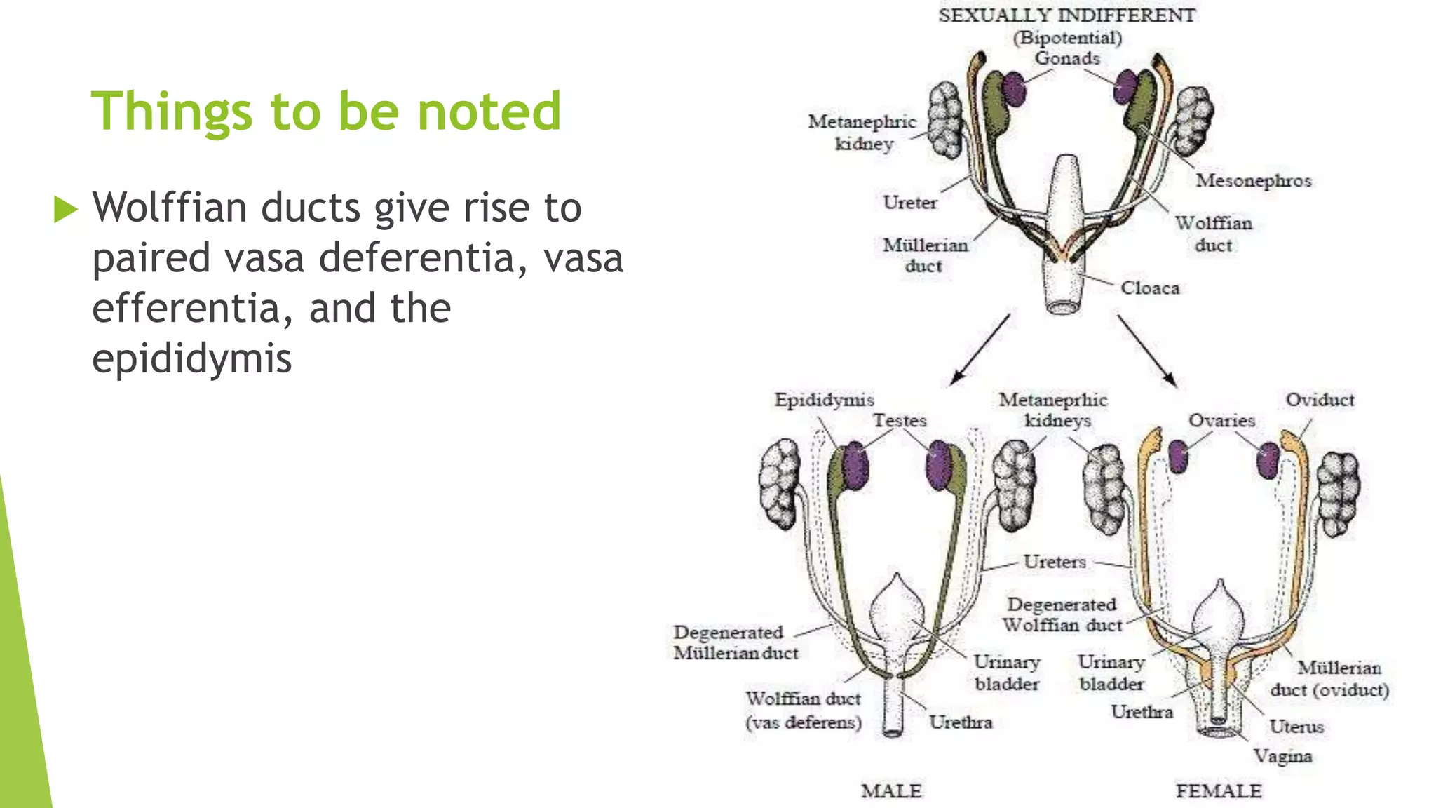 Male reproductive system of animal | PPTX