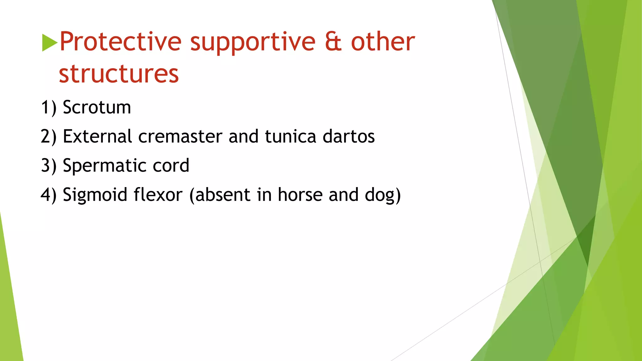Male reproductive system of animal | PPTX