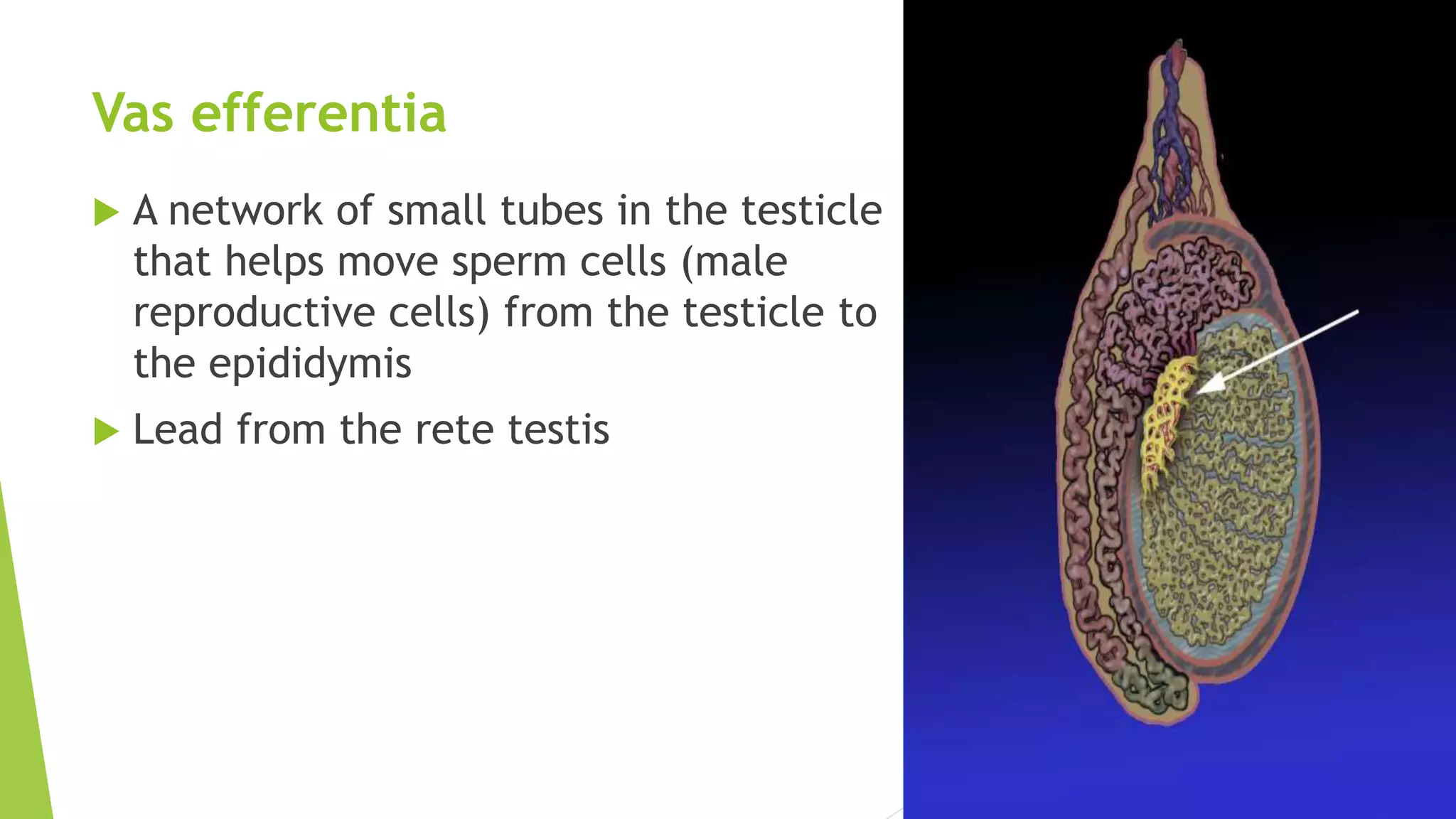 Male reproductive system of animal | PPTX
