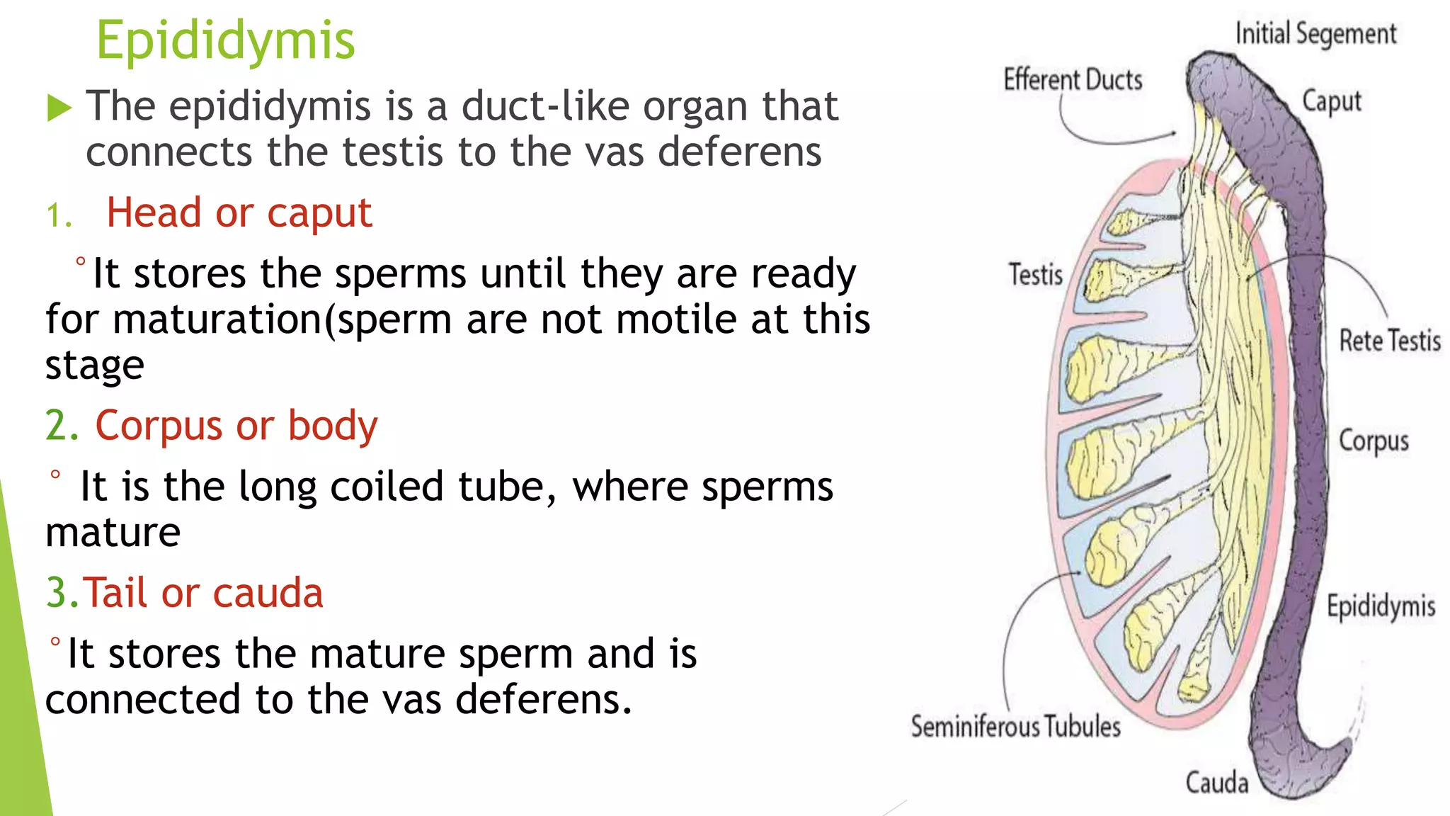 Male reproductive system of animal | PPTX