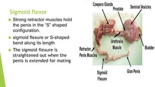 Male reproductive system of animal | PPTX