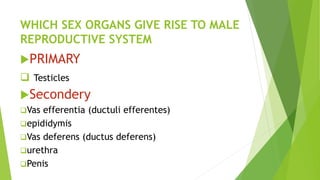Male reproductive system of animal | PPTX