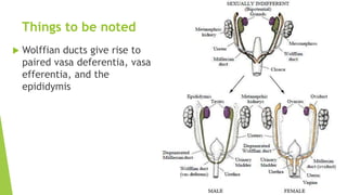 Male reproductive system of animal | PPTX