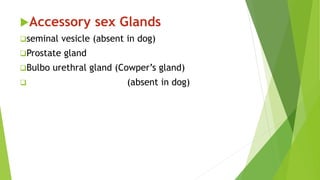 Male reproductive system of animal | PPTX