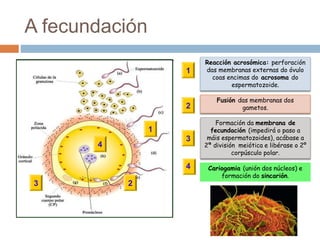 A reprodución nos animais | PPT