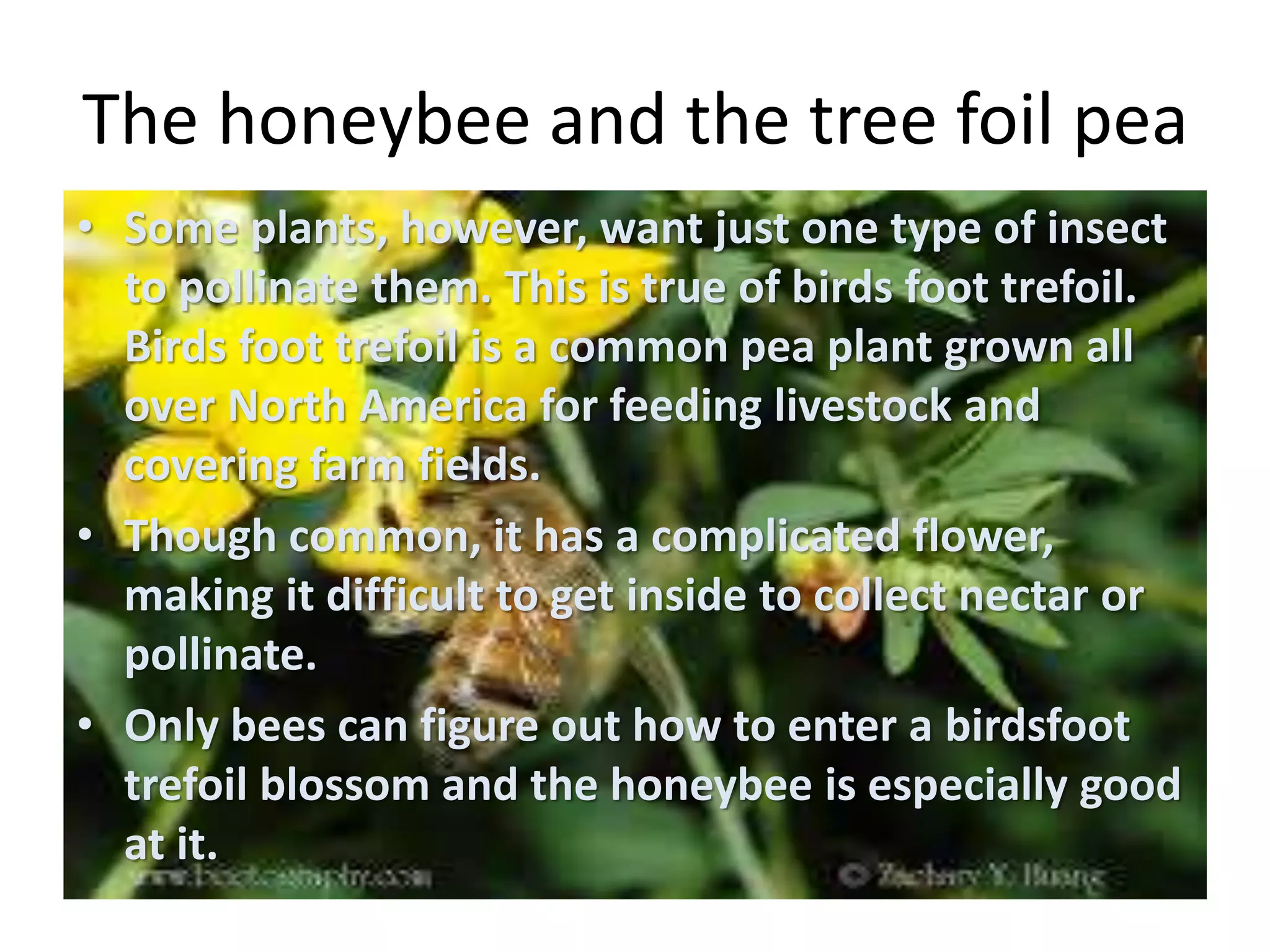 a ppt on polination and seed dispersal | PPTX
