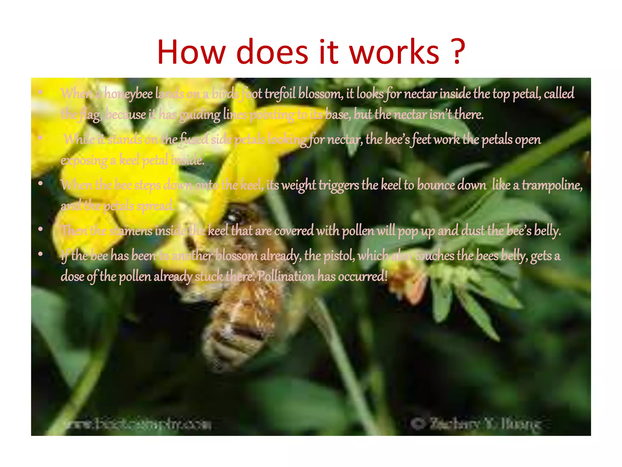 a ppt on polination and seed dispersal | PPTX