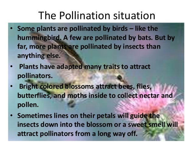Animal Pollinators Pollination And Seed Dispersal NGSS Grade 2