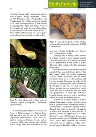 Partial Albinism Animals