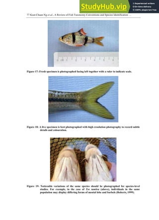A Review Of Fish Taxonomy Conventions And Species Identification ...