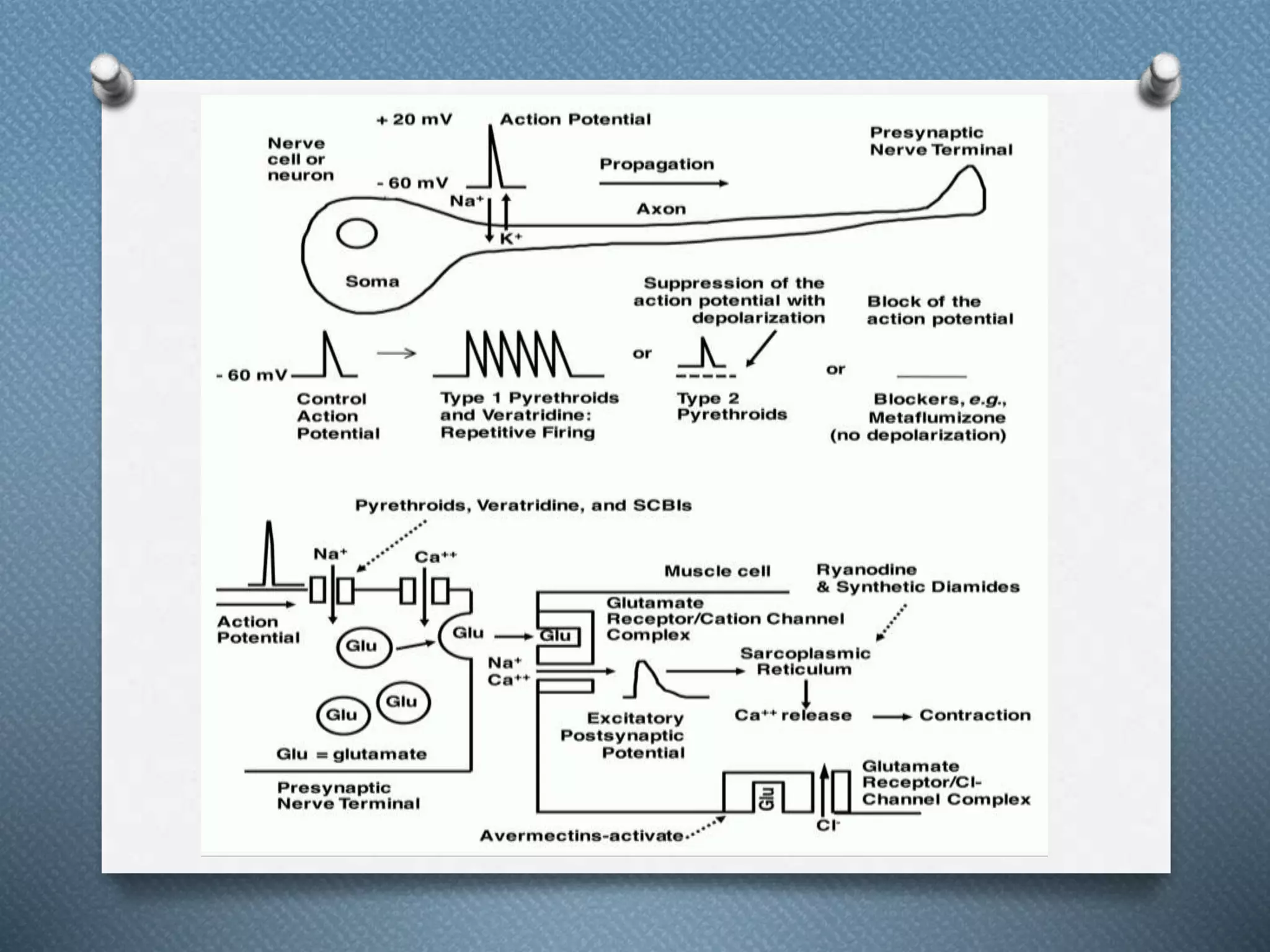 structure and toxicity of pyrethroid slideshare | PPTX