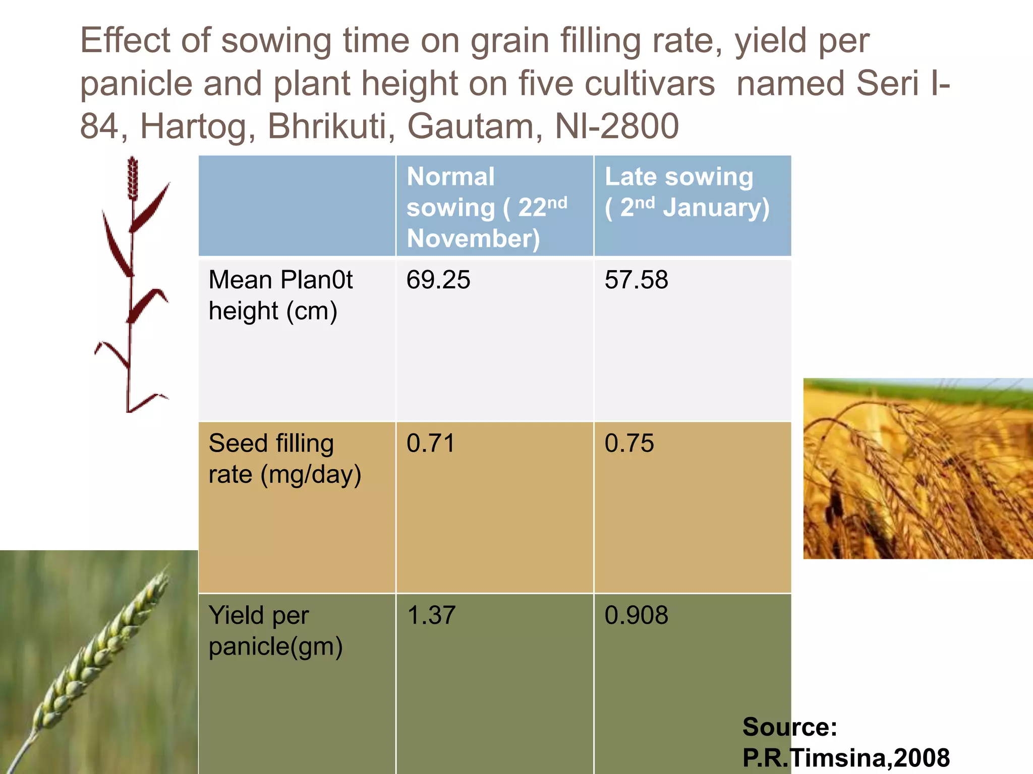 Drought and heat stress in late sown wheat and mitigation strategies | PPTX
