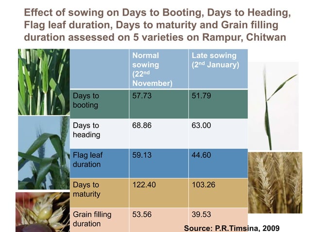 Drought and heat stress in late sown wheat and mitigation strategies ...