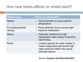 Drought and heat stress in late sown wheat and mitigation strategies | PPTX