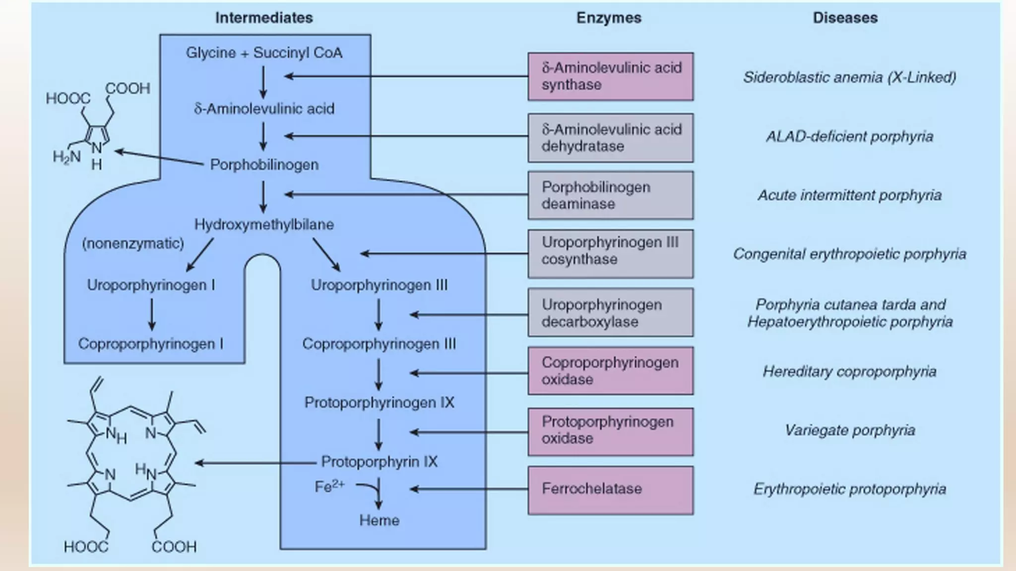 A revision and quiz on heme synthesis and degradation | PDF