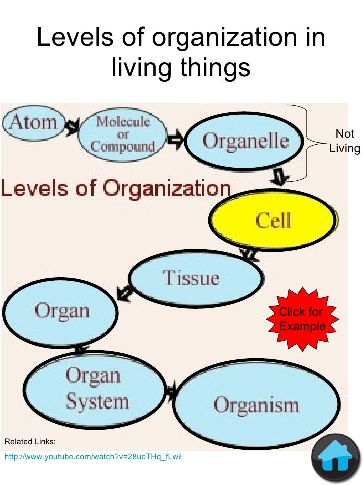 Levels Of Organization Of Living Things