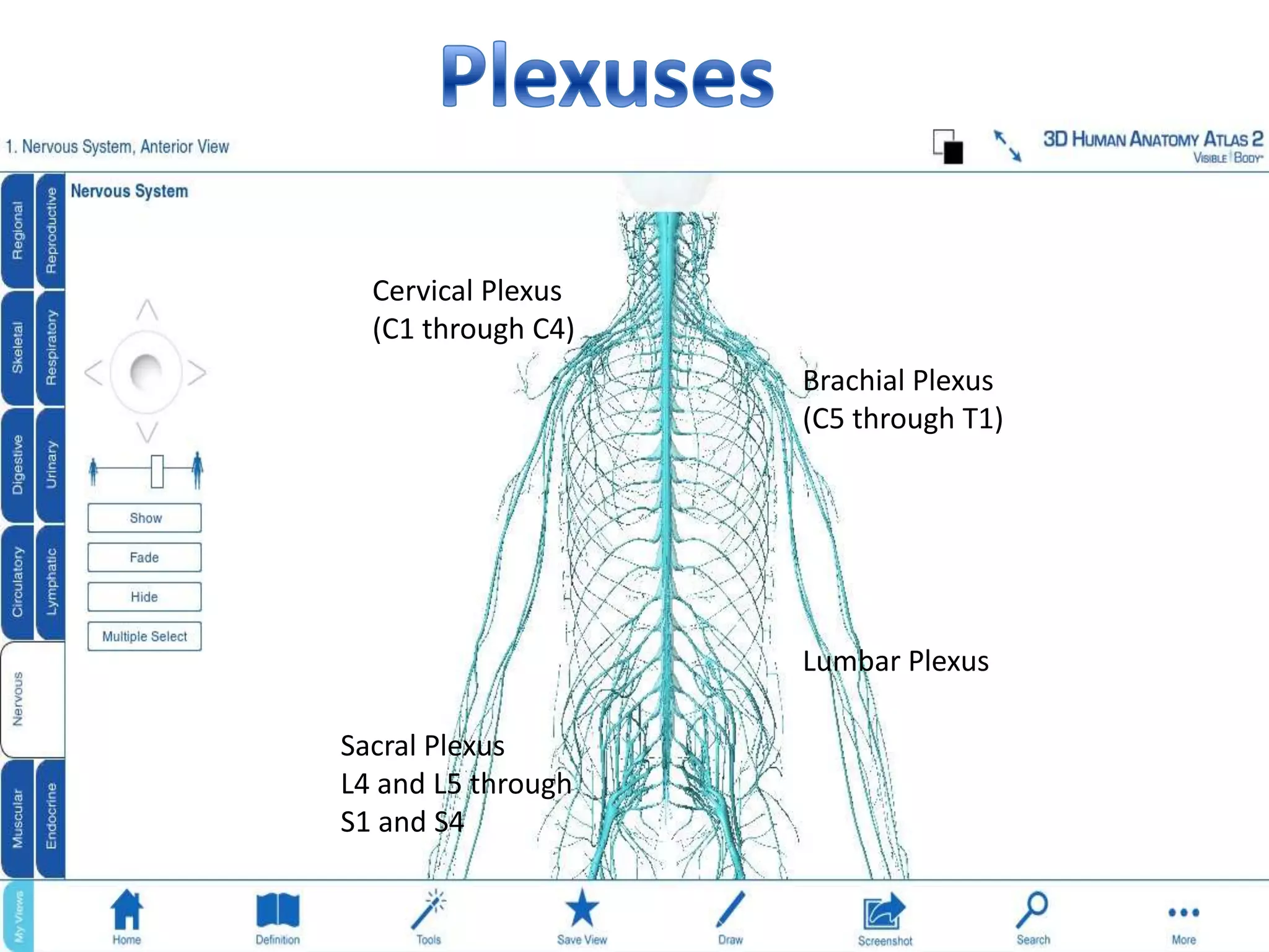 Are you going to flight or flee | PPTX