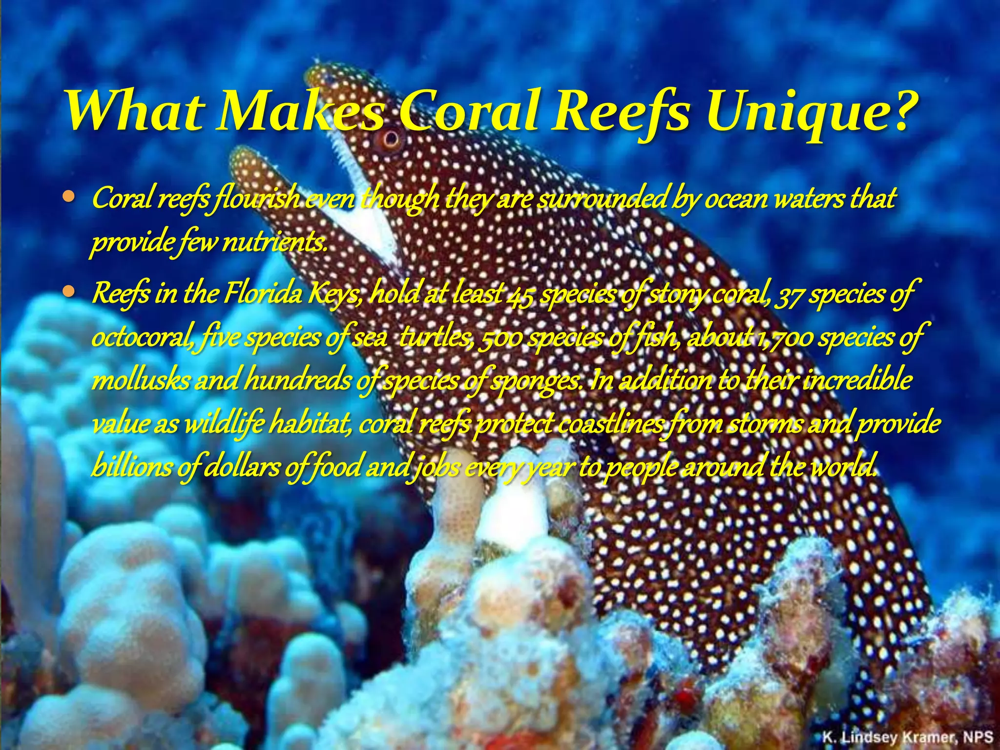 Coral Reefs | PPT