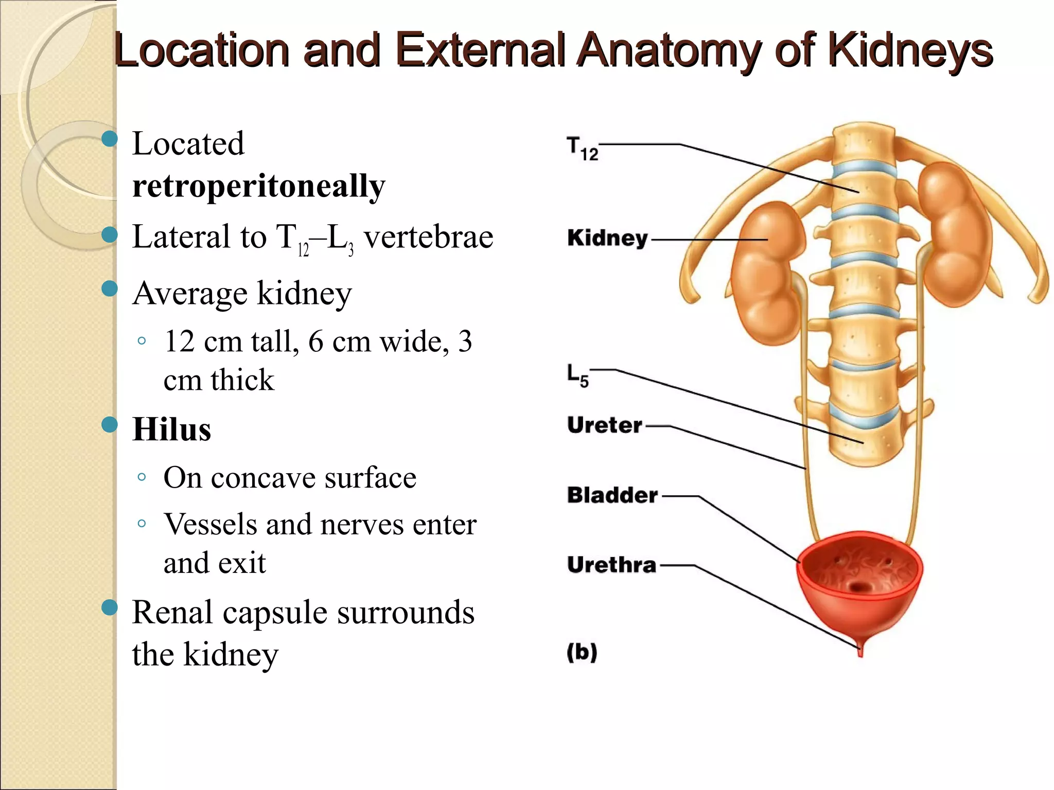 Acute and chronic renal failure | PPT