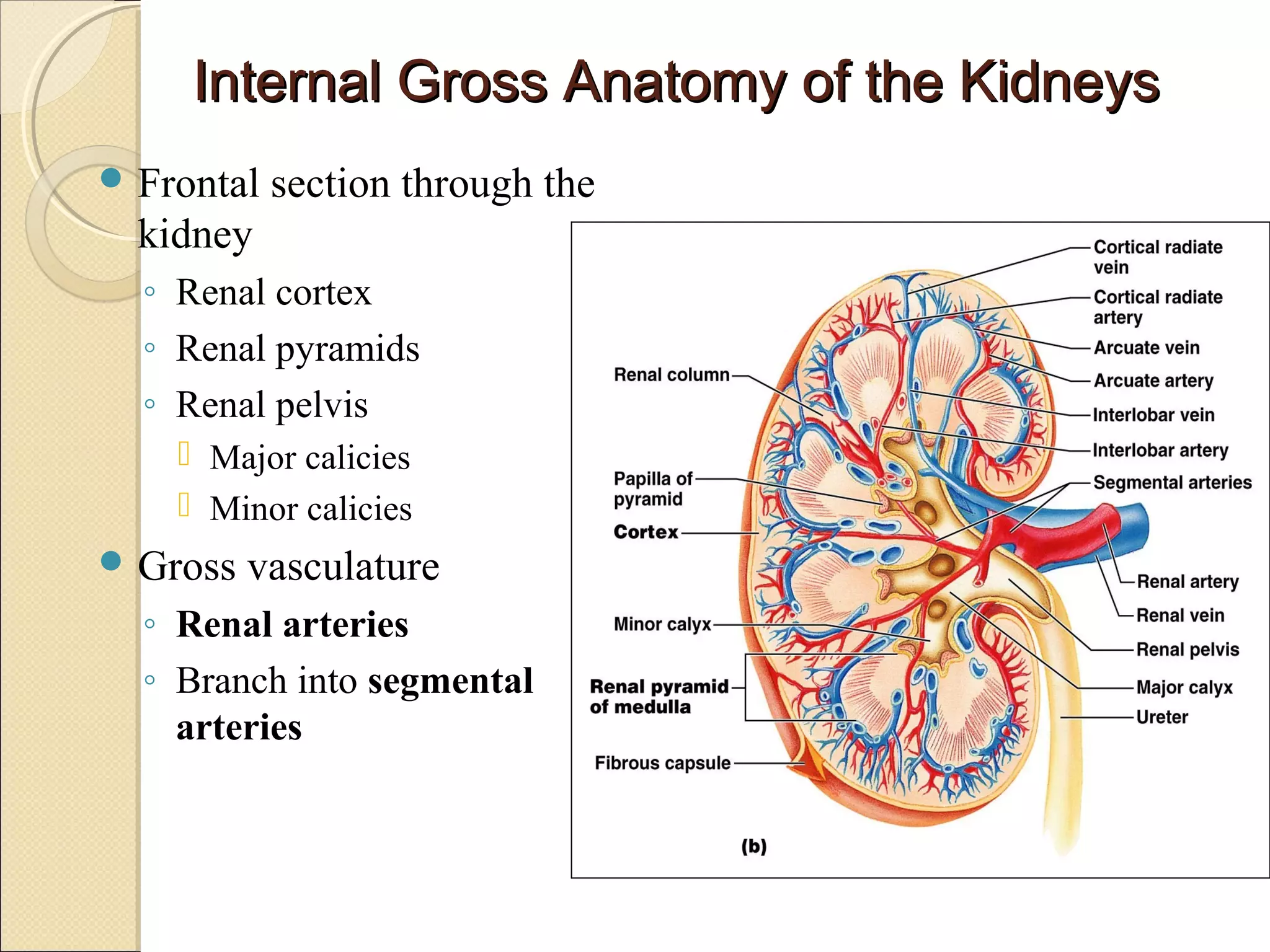 Acute and chronic renal failure | PPT