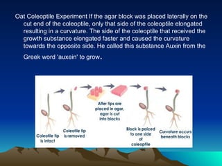 GROWTH SUBSTANCES AND ITS ROLES IN VEGETABLE CROP GROWTH | PPT