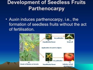 GROWTH SUBSTANCES AND ITS ROLES IN VEGETABLE CROP GROWTH | PPT