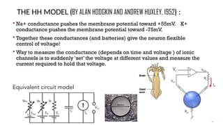 presentation_HODGKIN – HUXLEY MODEL .pptx