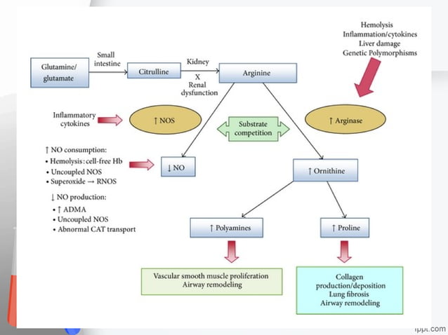 Arginine metabolism by aslam matania | PPT | Endocrine and Metabolic ...