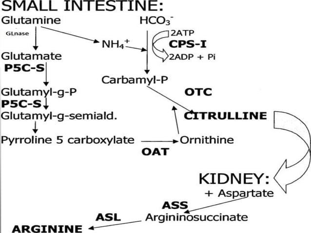 Arginine metabolism by aslam matania | PPT | Endocrine and Metabolic ...