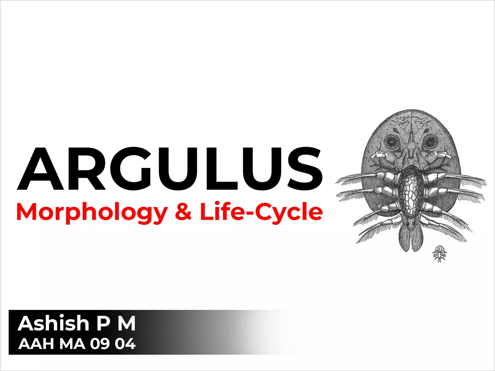 Argulus | PPT