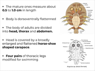 Argulus | PDF | Fish and Aquariums | Pets