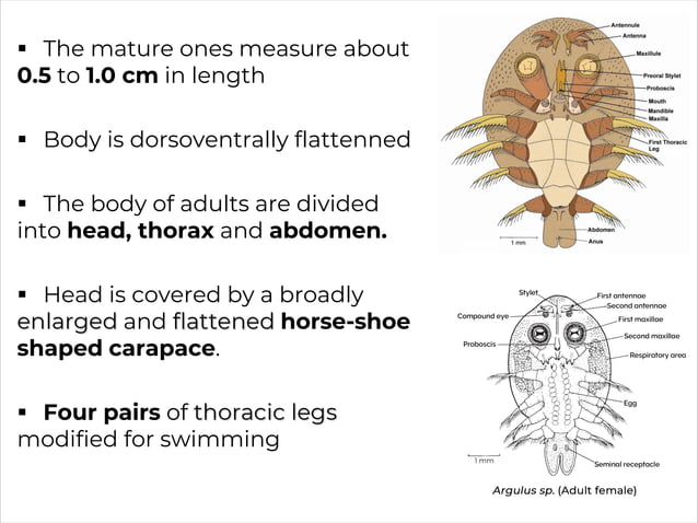Argulus | PDF | Fish and Aquariums | Pets