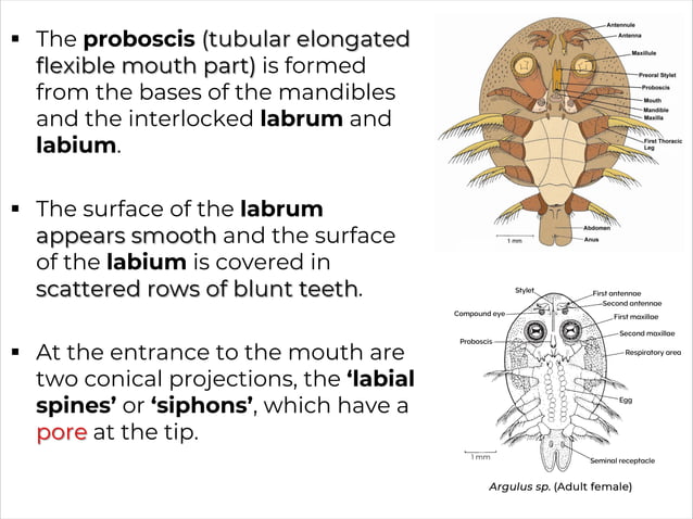 Argulus | PDF | Fish and Aquariums | Pets